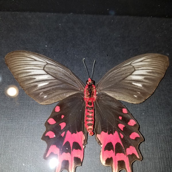 Real Vampire Butterfly Framed Taxidermy - Atrophaneura Semperi ...