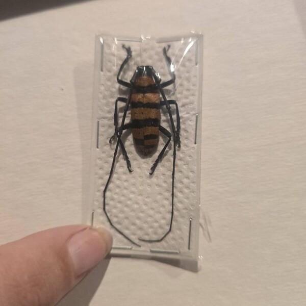 RARE: Formosana Longhorn Pincer Beetle Trictenotoma Papered Real Insect ...