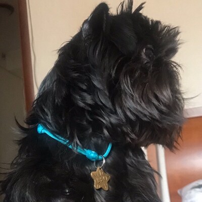 CUSTOM Graphic Design for Breeders Stud Dog Planned Litter Announcement ...