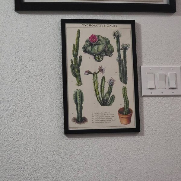 Psychoactive Cacti - Botanical Art Print - Etsy