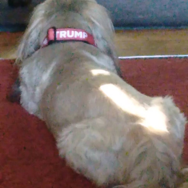 MAGA Dog Pet Collars - Etsy