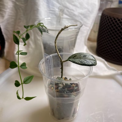 Hoya ALBO Variegated Polyneura ROOTED Cutting ONE Node Cutting Grower's ...