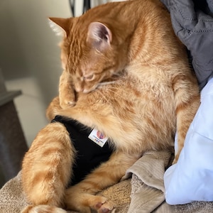 Guinea Pig Cavy Diaper With Bib / Collar Waterproof Designed - Etsy