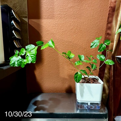 Tuberose Bulbs, Double Bloom, Polianthes Tuberosa, Rajanigandha ...