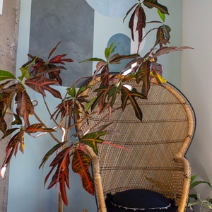 Mia Adhesive Wall Decal Circle Shape Sticker - Etsy