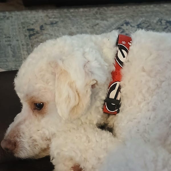 Handmade Duck Collar. Coco Collar. Green and Brown Jacquard Ribbon. for ...