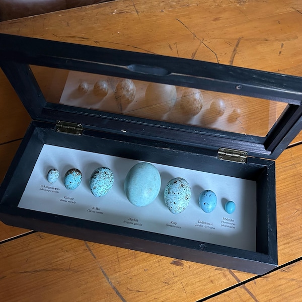 Golden Eagle Replica Bird Egg - Etsy