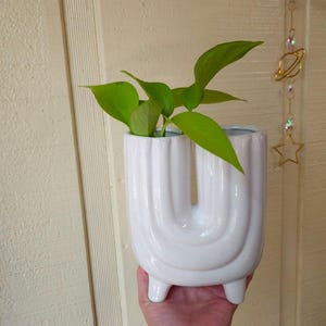 Pearls and Jade Pothos Plant Grey Planter - Etsy