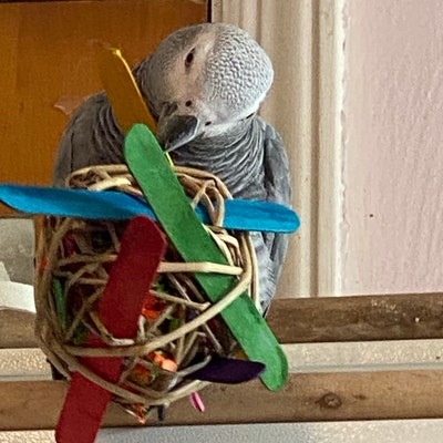 3 Foraging Munch Balls Talon Toys Bird Toys for Pet Parrots by A Bird ...