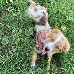 Dog Alphabet Poster // PRINTABLE // Dog Wall Art // Instant | Etsy