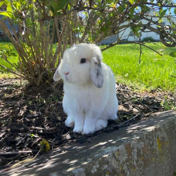 Wild Garden Forage, Forage for Small Animals, Pet Bunny Forage, Rabbit ...