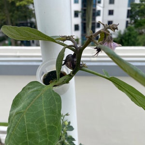 10 Heirloom Japanese Black Futsu Squash Seeds Unique Fall Asian Winter ...