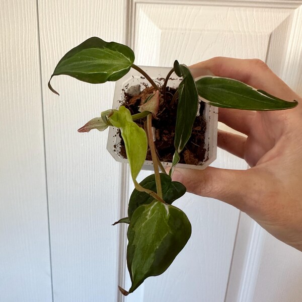 Teruno Fanfare Epipremnum Aureum Pothos japan Rooted Starter Plant - Etsy