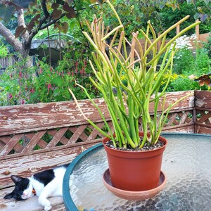 Fire Stick Cactus 6 Inch Sticks on Fire Cactus Tirucalli Live Cacti ...