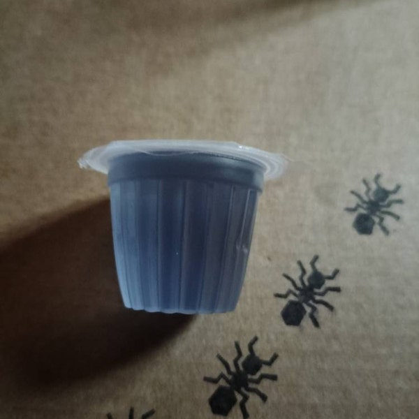 Protein and Sugar Jelly for Ants, Beetles and Other Pet Animals ...