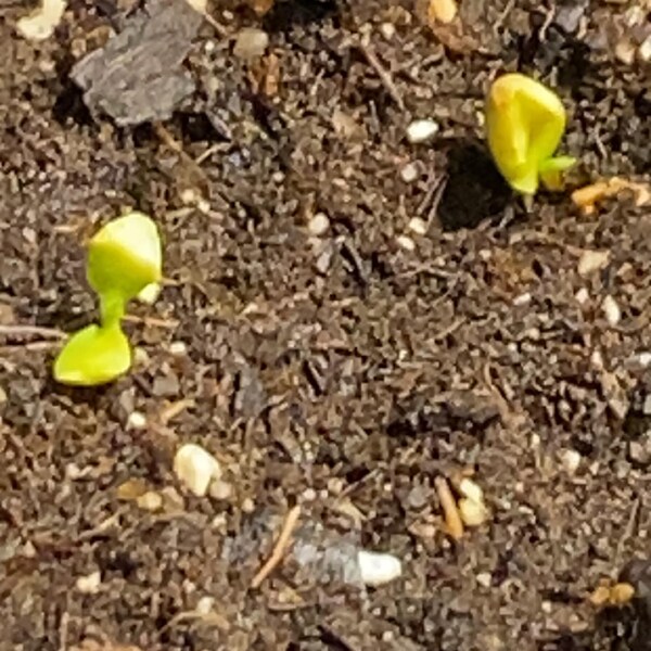 From Japan VERY RARE: 'hararasp' (raspberry Tree) Raspberries Growing ...