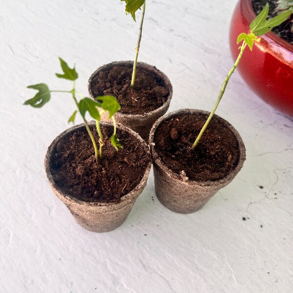 Treesagain Valencia Orange Tree Citrus Sinensis Starter Plug - Etsy