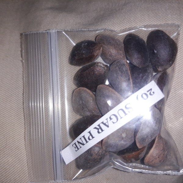 Nevada Mormon Tea Tree Seeds (EPHEDRA NEVADENSIS) (nevada Jointfir) - Etsy