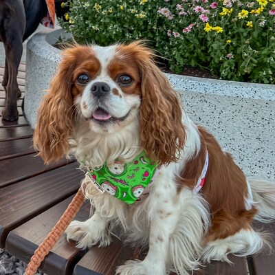 Gingerbread Man Costume Inspired Sailor Bow for Dogs and Cats ...