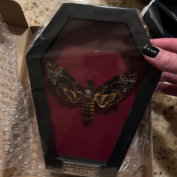 Real Death Head Moth Acherontia Coffin Frame, Black Gothic Hanging ...