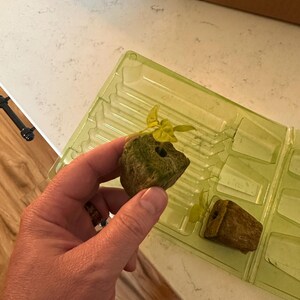 Mosco Chile Pepper Seeds - Etsy