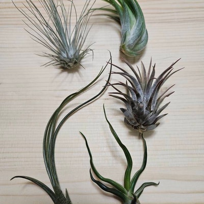 Group of 5 Assorted Tillandsias Small Air Plants Hello Tilly Airplant ...