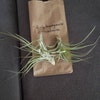 Tillandsia Stricta Iridescent Air Plants - Etsy
