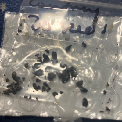 Erigeron / Fleabane Daisy Azure Fairy erigeron Speciosus 50 Seeds - Etsy