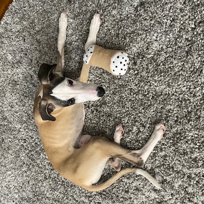 Catnip Cannoli Cat Toy - Etsy