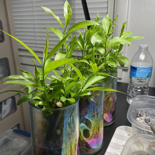 10 White Mulberry Cuttings Morus Alba. Male Tree. Animal Fodder ...