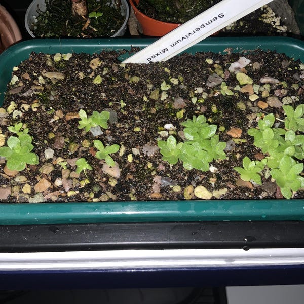 Sempervivum Seeds X 100 - Super Mixed Selection From UK Grower - Easy ...
