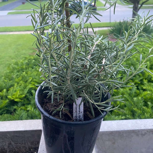 Upright Rosemary Live 1 Gallon Plant - Etsy