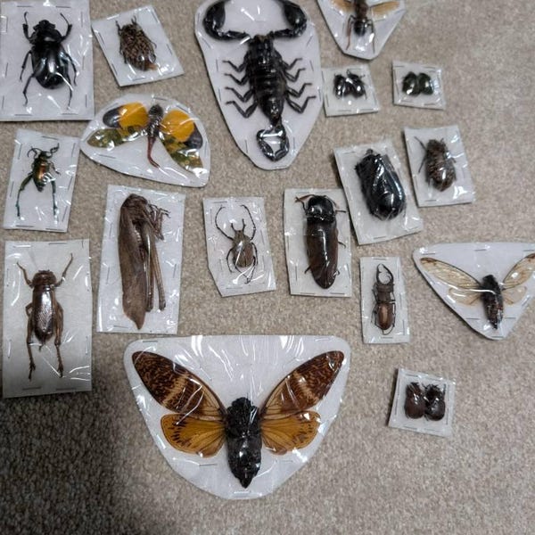 15 Real Assorted Beetles Bees Cicada Scorpion Butterfly - Preserved ...