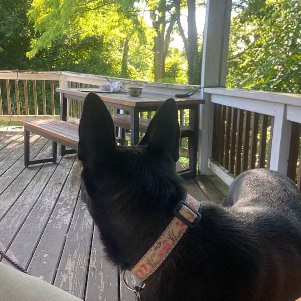 Handmade Duck Collar. Coco Collar. Green and Brown Jacquard Ribbon. for ...
