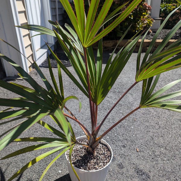 Fresh Organic Bay Rum Leaves (pimenta Racemosa) (west Indian Bay Rum ...