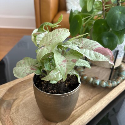 Actual Plant RARE Variegated Alocasia frydek Albo Mint Hybrid Sport ...