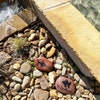 FISH MEMORIAL STONE 9”/10” or 7”/8"or 5”/6" Approx Size. Personalized ...