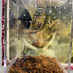 BACKLIT Magical Forest Jumping Spider Enclosure, You Choose Color ...