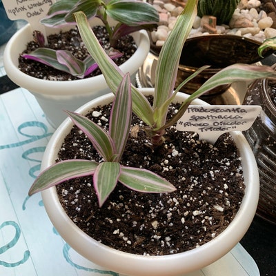 Rhoeo Discolor Tricolor tradescantia Spathacea - Etsy