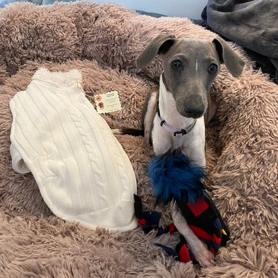 Italian Greyhound Velvet Long Sleeve Ruffled Shirt Size - Etsy