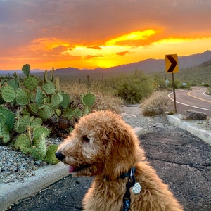 Dog Tags for Dogs the Arizona Cactus Dog Tag Personalized - Etsy