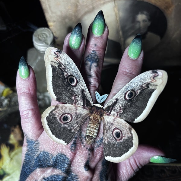 Realistic Paper Moths, Great Peacock Moth Paper Cutouts Set of 3 - Etsy