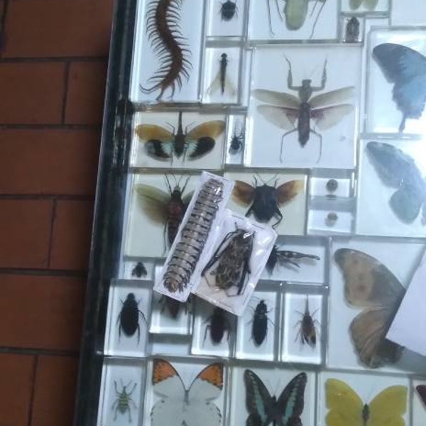 Pyrops Hamdjahi. Lanternfly. Real Insect Specimen. Entomology. - Etsy