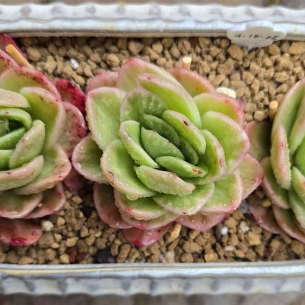 Mix Rare Live Succulent Plants Advanced Level Blind Box, 2-3.5" Random ...
