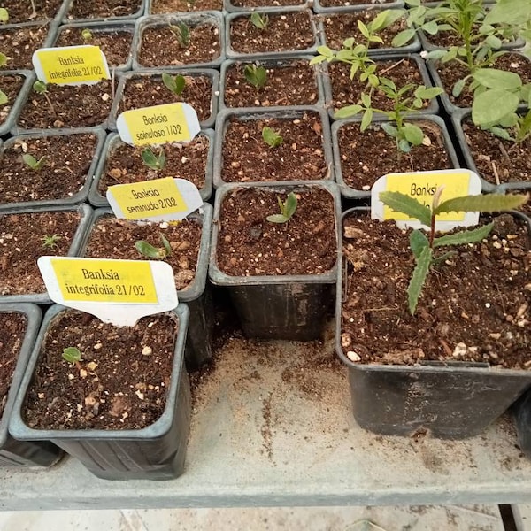 Brachy Pod - Brachychiton Populneus Tree - Seed Pods - Terrarium and ...
