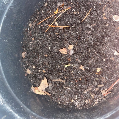 Chisos Red Oak Tree Seedling Well Established Roots Weeping Leaves ...