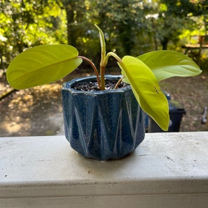 Brazil Pothos Cutting - Etsy