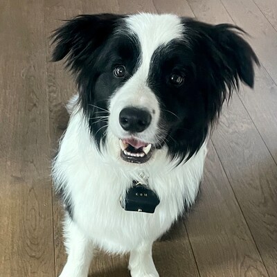 Personalised Dog Proposal Engagement Ring Pouch Pet Proposal Idea ...