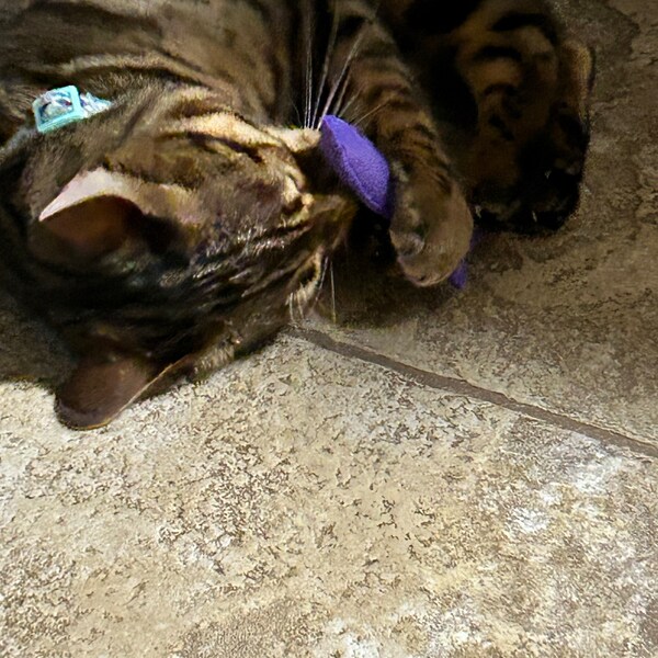 Teaser Wand Spider Cat Toy, Scary Spider Cat Toy, Dangling Teaser Wand ...