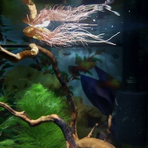 Easy AQUARIUM PLANTS Hygro Blue hygrophila Salcifolia Buy2 | Etsy